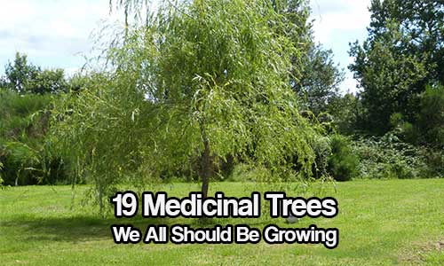 19 Medicinal Trees We Should All Be Growing | The FAL Files
