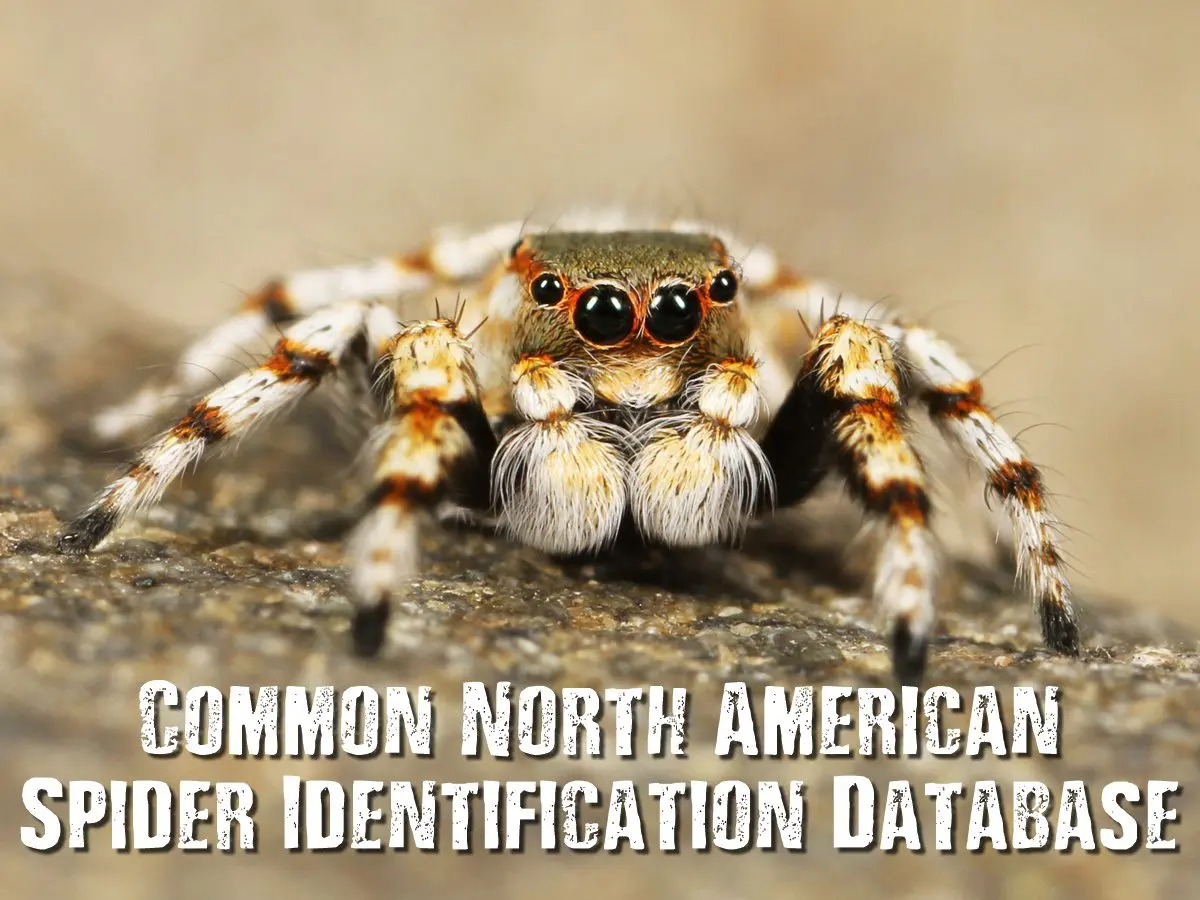 Common North American Spider Identification Database