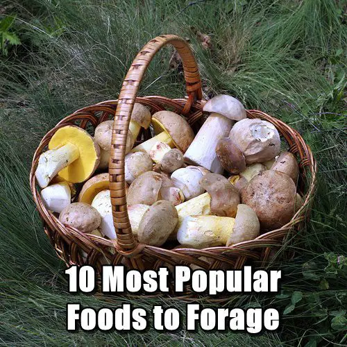 10 Most Popular Foods to Forage | The FAL Files