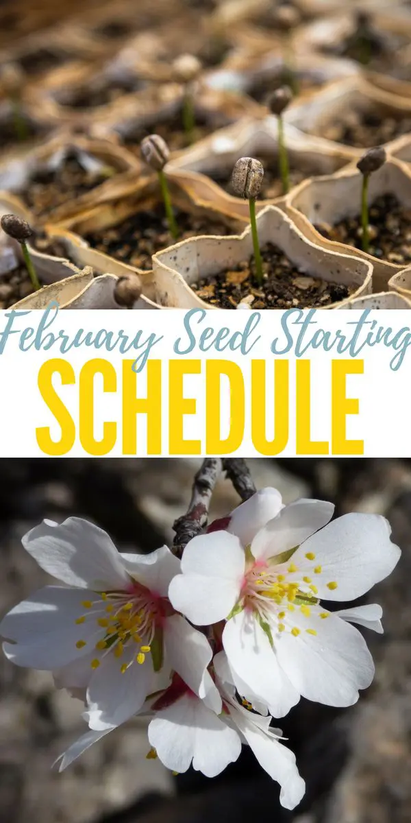 February Seed Starting Schedule | SHTFPreparedness