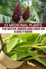 23 Medicinal Plants the Native Americans Used Daily
