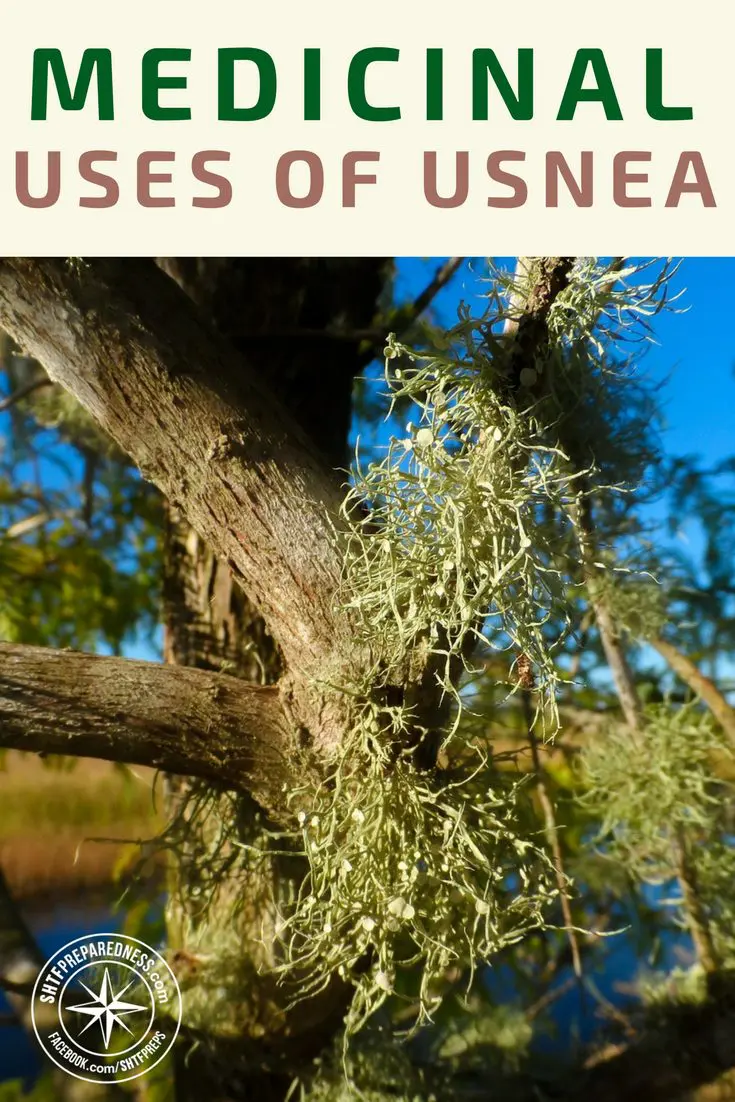 Medicinal Uses of Usnea, Old Man's Beard