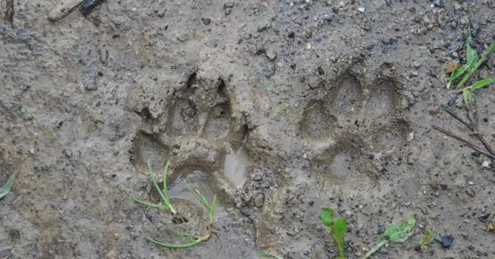 How To Identify Animals by their Tracks (with Pictures!)