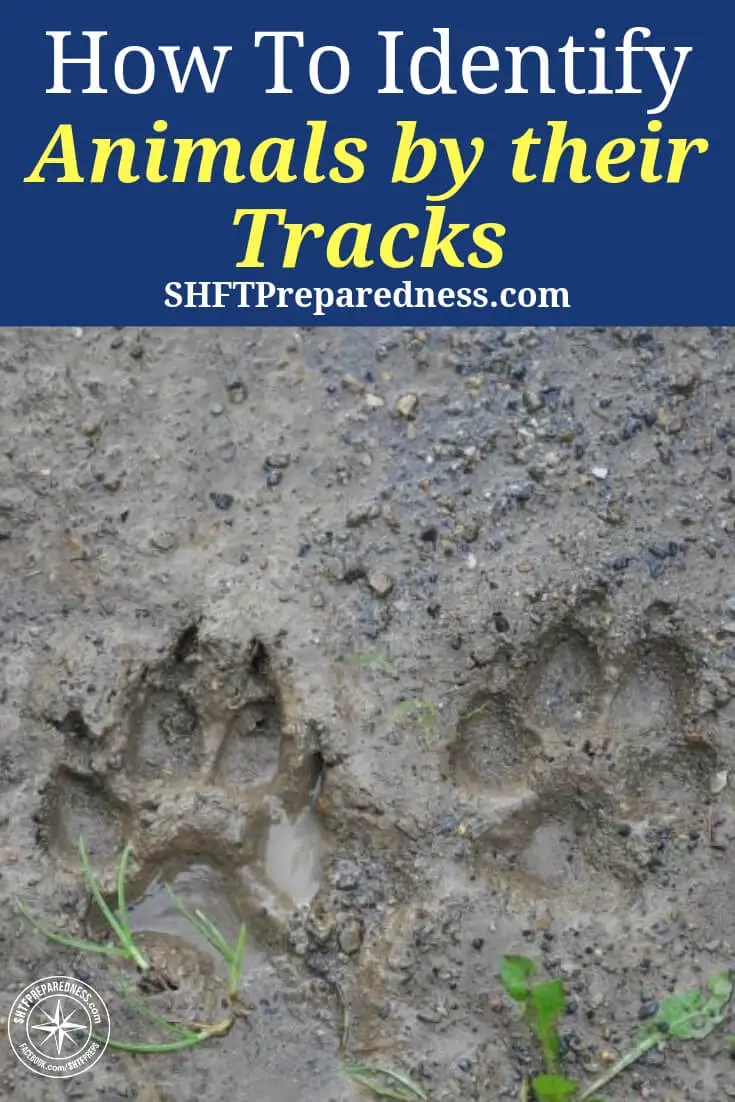 How To Identify Animals by their Tracks (with Pictures!)