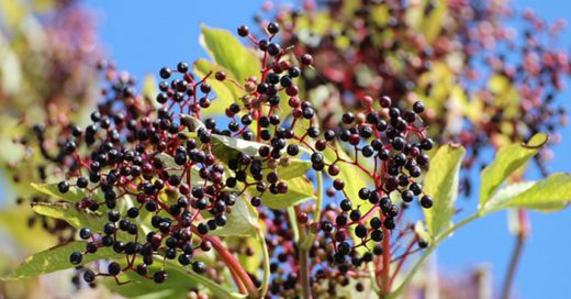 How to Identify the Elderberry Bush