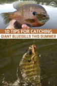 10 Tips for Catching Giant Bluegills This Summer