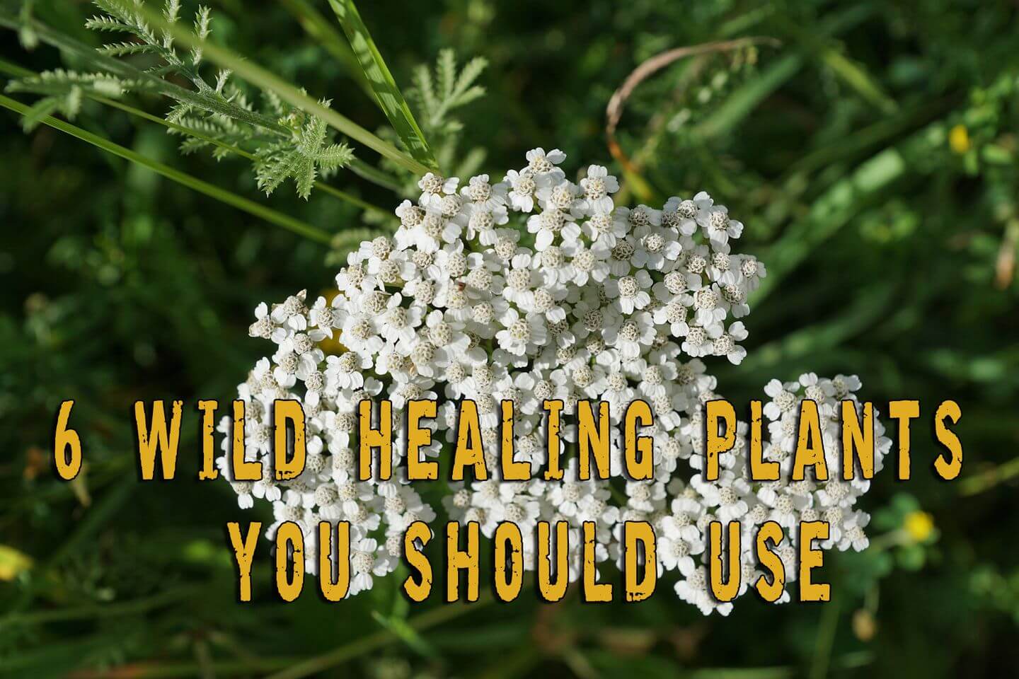 Powerful Plant Remedies You Can Use Today - SHTFPreparedness