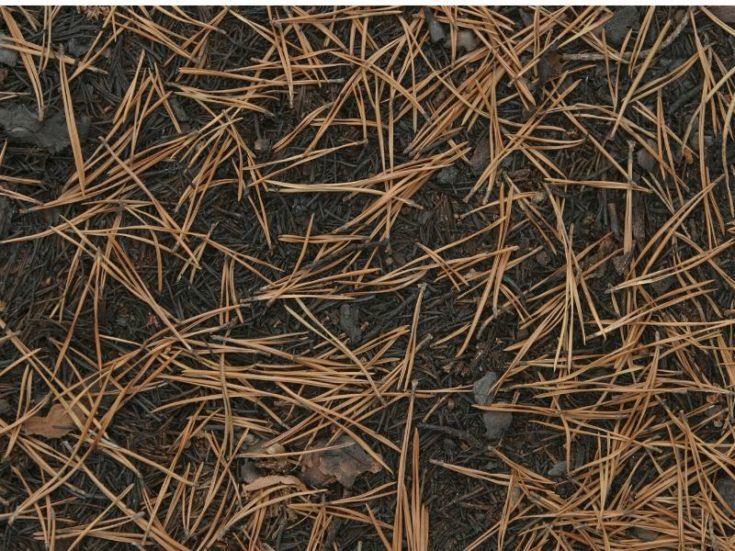 11 Must Use Organic Compost Ingredients - SHTFPreparedness