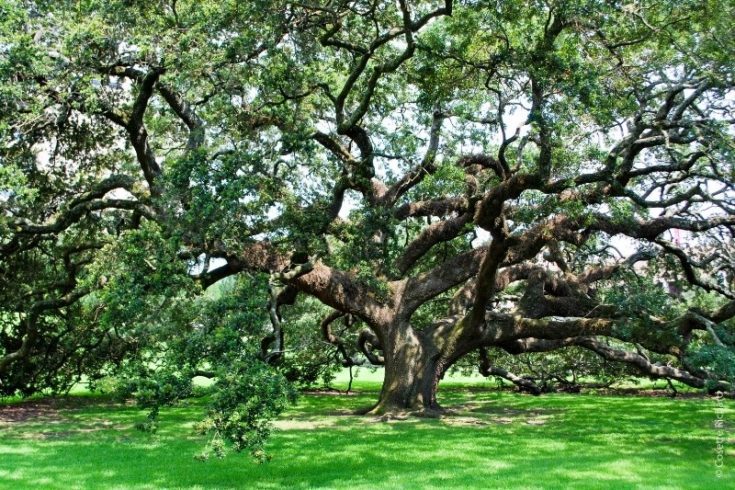 10 Best States for Homesteading: Transform Your Life