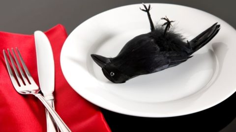 Is It Possible To Eat Crow? Everything You Need To Know - SHTF Prep
