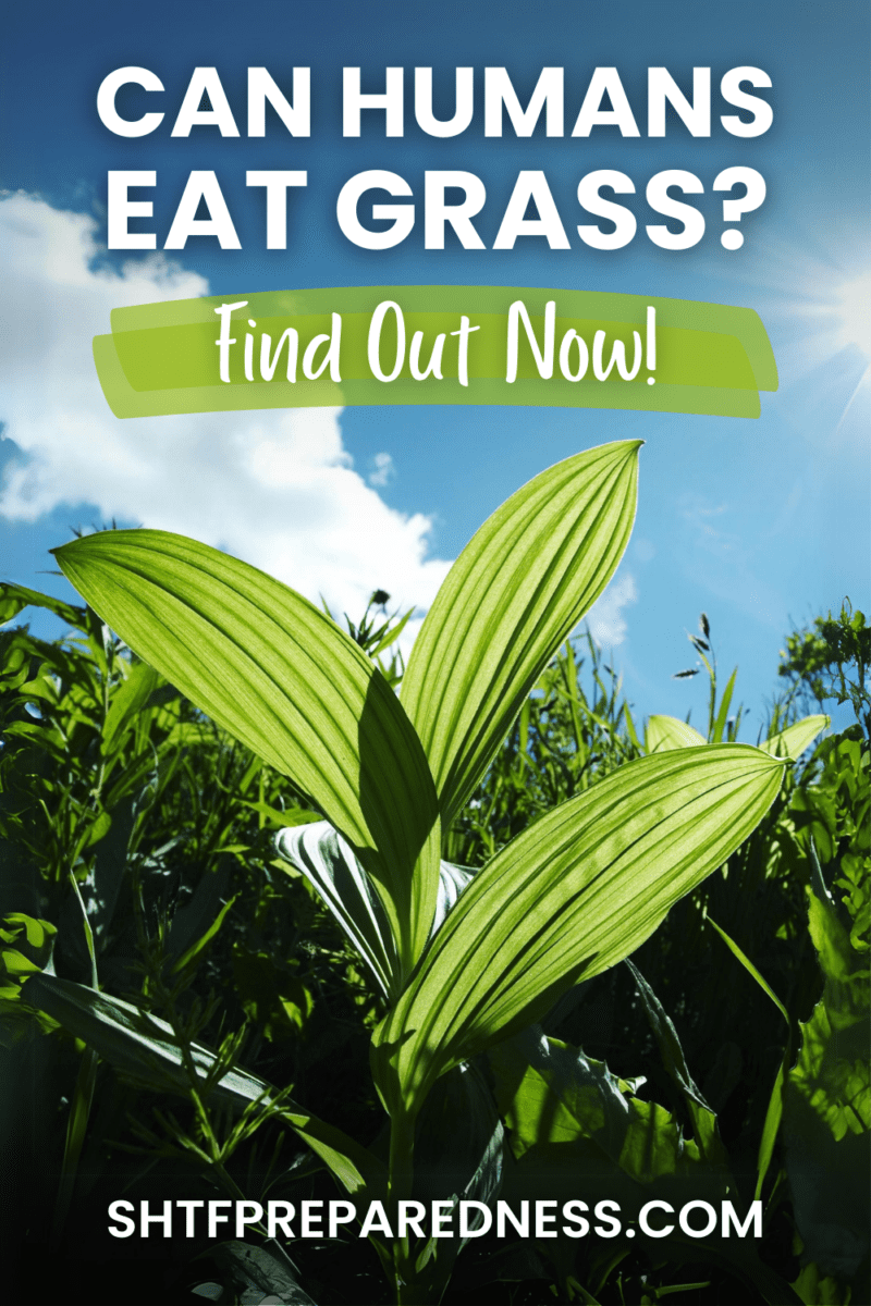Can Humans Eat Grass? Here's What You Need to Know