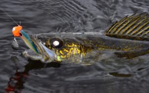 Walleye Teeth: Important Facts and Ways to Handle Safely