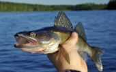 Walleye Teeth: Important Facts and Ways to Handle Safely