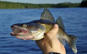 Walleye Teeth: Important Facts and Ways to Handle Safely