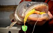 Walleye Teeth: Important Facts and Ways to Handle Safely